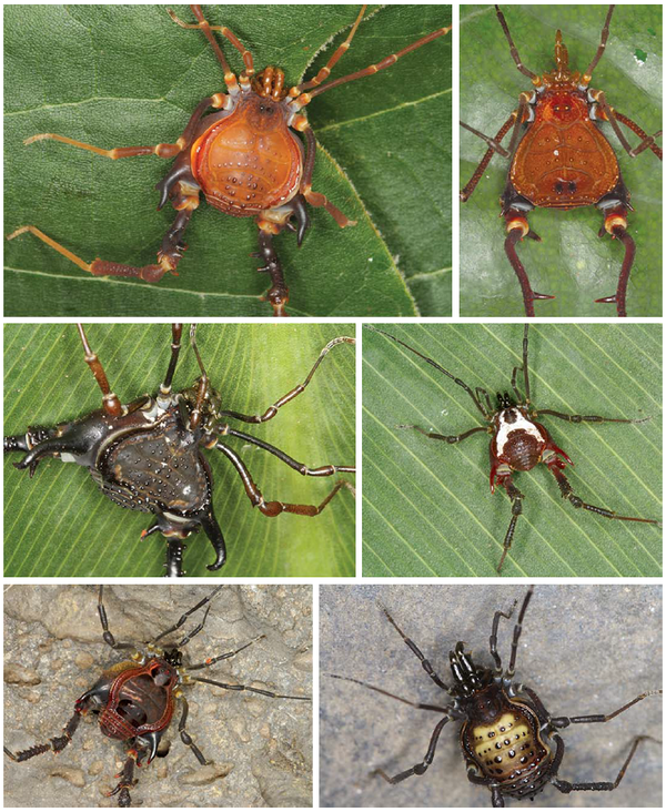 【地球演义】铁虿狰狞7：恐怖之源 - 知乎