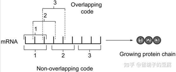 回溯|谁破译了遗传密码 - 知乎