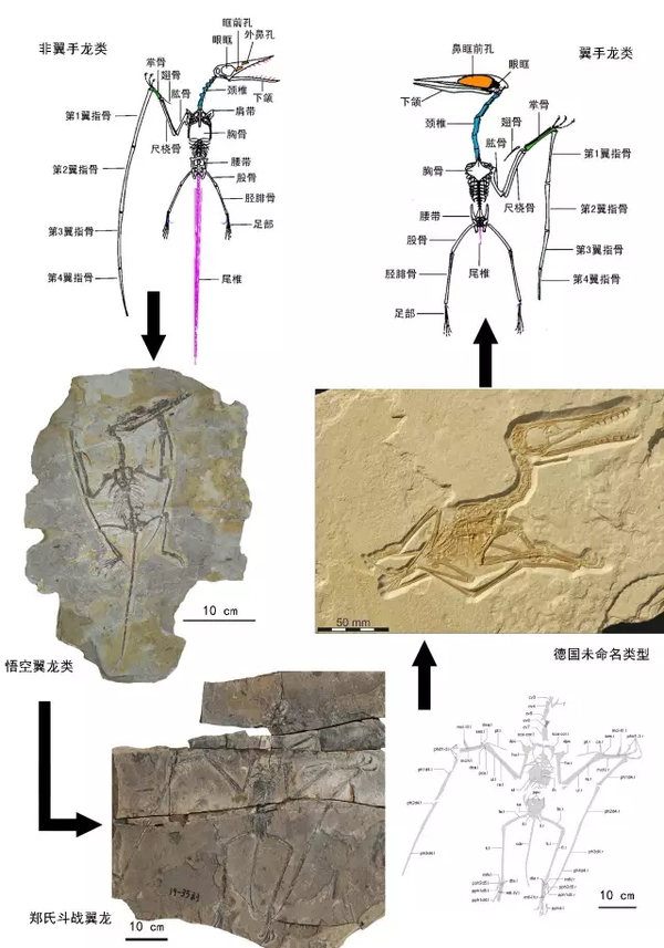 不是恐龙的翼龙 又发现了新种 - 知乎
