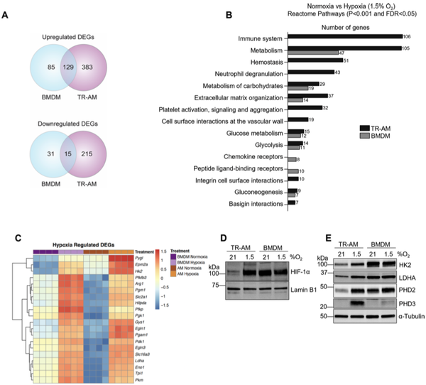 eLife丨HIF-1α通过代谢重编程保护急性肺损伤期间的细胞存活 - 知乎