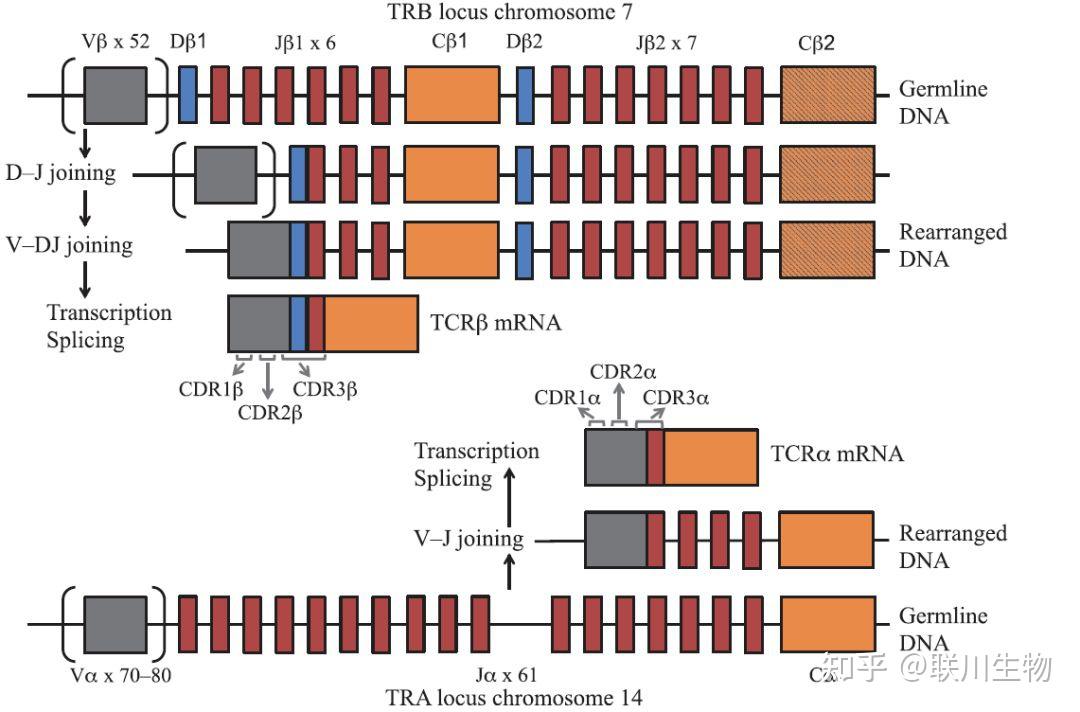 TCR测序及分析方法简述 - 知乎