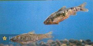 史上最全(169种)的淡水鱼图集 - 知乎