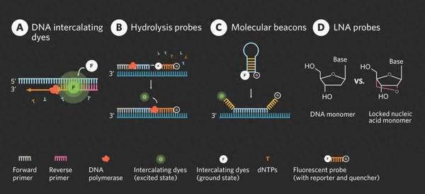 深入了解 qPCR：实验原理、检测步骤和常见问题！ - 知乎