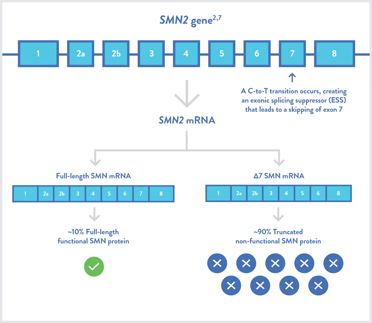 通过SMA了解生命之神奇 - 知乎