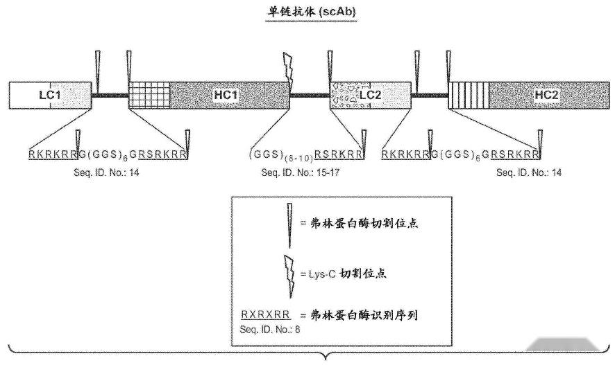Single chain的魅力：从scFv到scIgG - 知乎