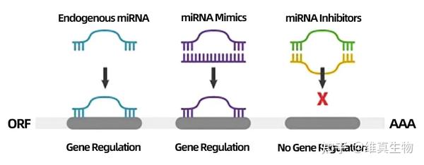 MiRNA功能研究工具-miRNA inhibitors - 知乎