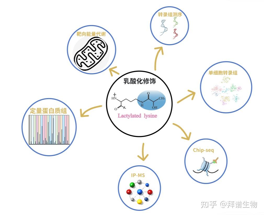 乳酸化修饰文献盘点|2024年乳酸化高分文献及研究思路总结 - 知乎