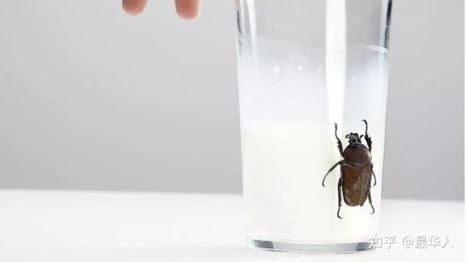 别卷了，蟑螂奶才是真正的“奶届之王” - 知乎