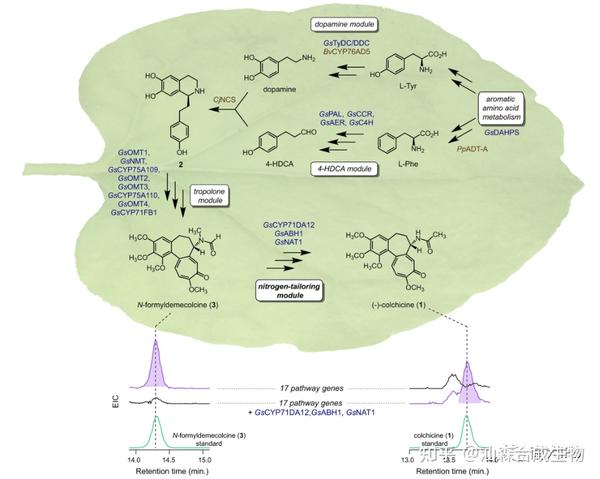 斯坦福大学Elizabeth Sattely组JACS | 秋水仙碱生物全合成的最后一环 - 知乎