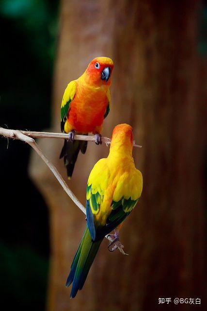 如何辨别太阳锥尾鹦鹉、珍达锥尾鹦鹉、黄胸鹦哥 - 知乎