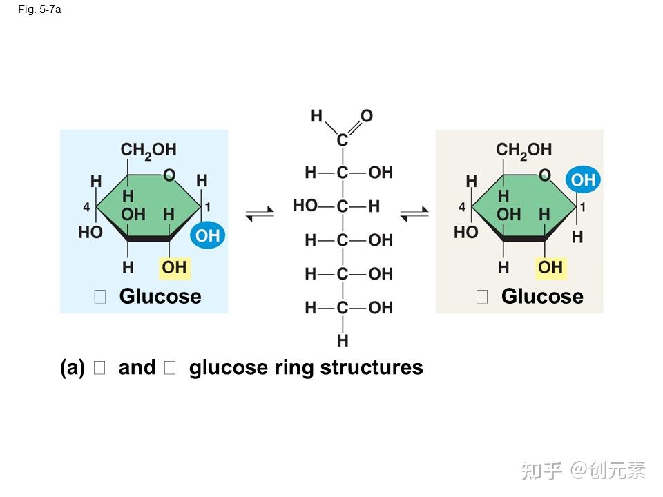 坎贝尔生物学 第五章 生物大分子的结构与功能 - 知乎