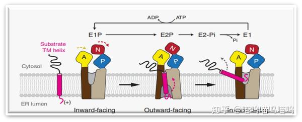 文献分享| The endoplasmic reticulum P5A-ATPase is a transmembrane helix ...