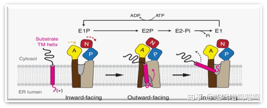文献分享| The endoplasmic reticulum P5A-ATPase is a transmembrane helix dislocase - 知乎