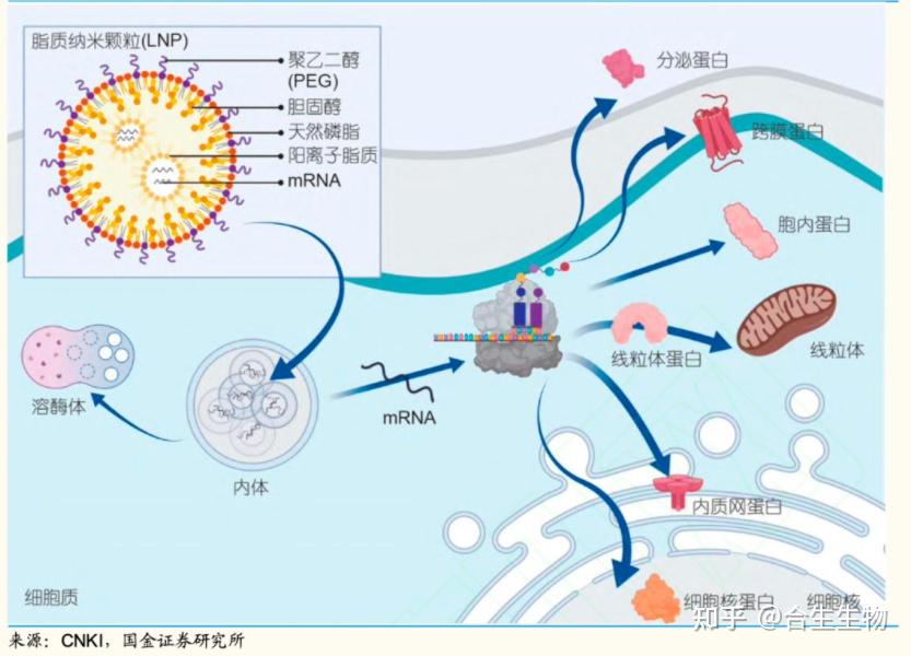 一文读懂mRNA疫苗体外合成关键技术 - 知乎