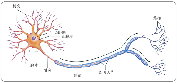 神经元 - 知乎