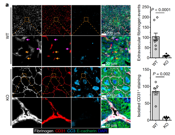 Nature背靠背 | 从基础研究到药物研发，Ming O. Li团队发明“癌症环境免疫疗法” - 知乎