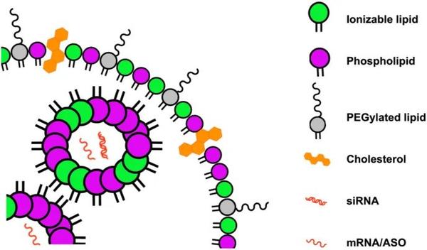 基于 LNPs 的 RNA 疗法在癌症治疗中的应用 - 知乎