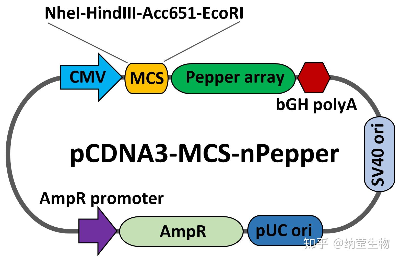 表达Pepper的质粒有哪些？怎么选择？ - 知乎