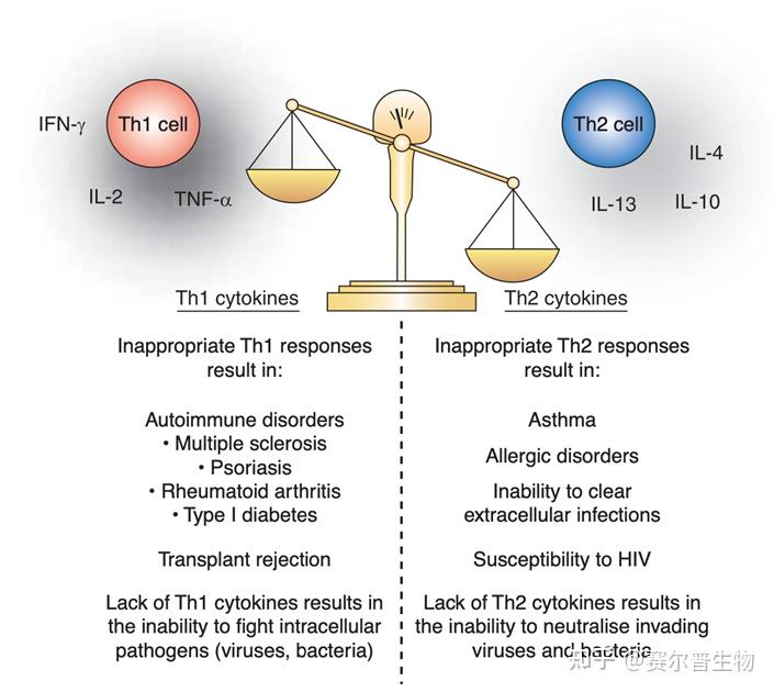 T细胞分类及标记物汇总，深度详解版！ - 知乎