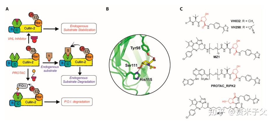 PROTAC降伏雄激素受体 - 知乎