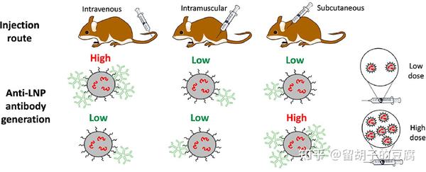 不同给药途径和注射剂量诱导机体产生不同水平的抗LNP抗体 - 知乎