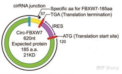 转录组测序（RNA） - 知乎