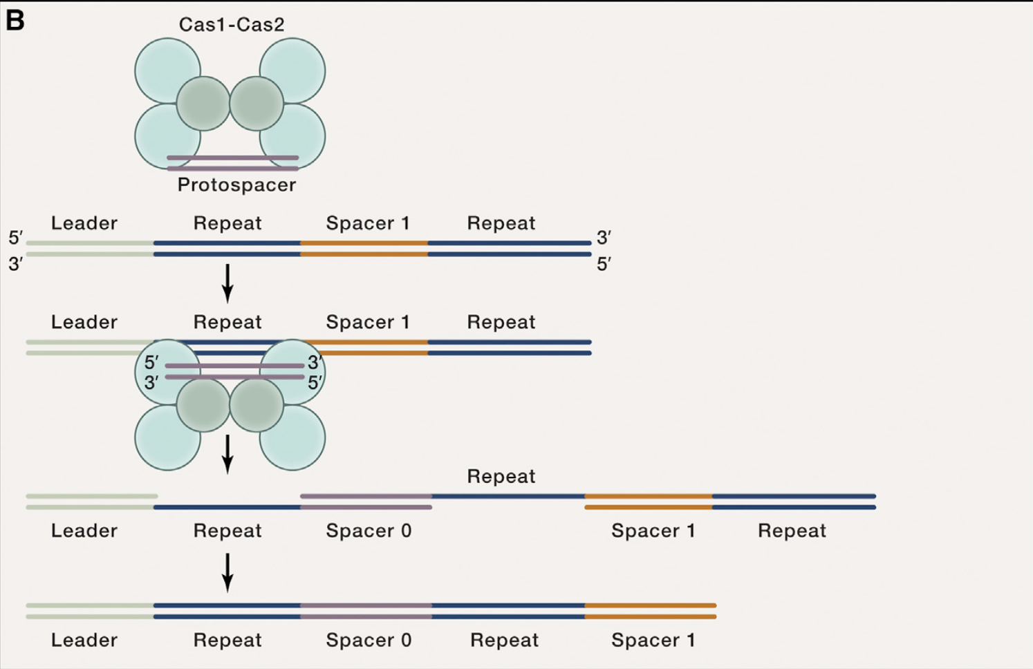 详解crispr Cas系统与其应用 知乎
