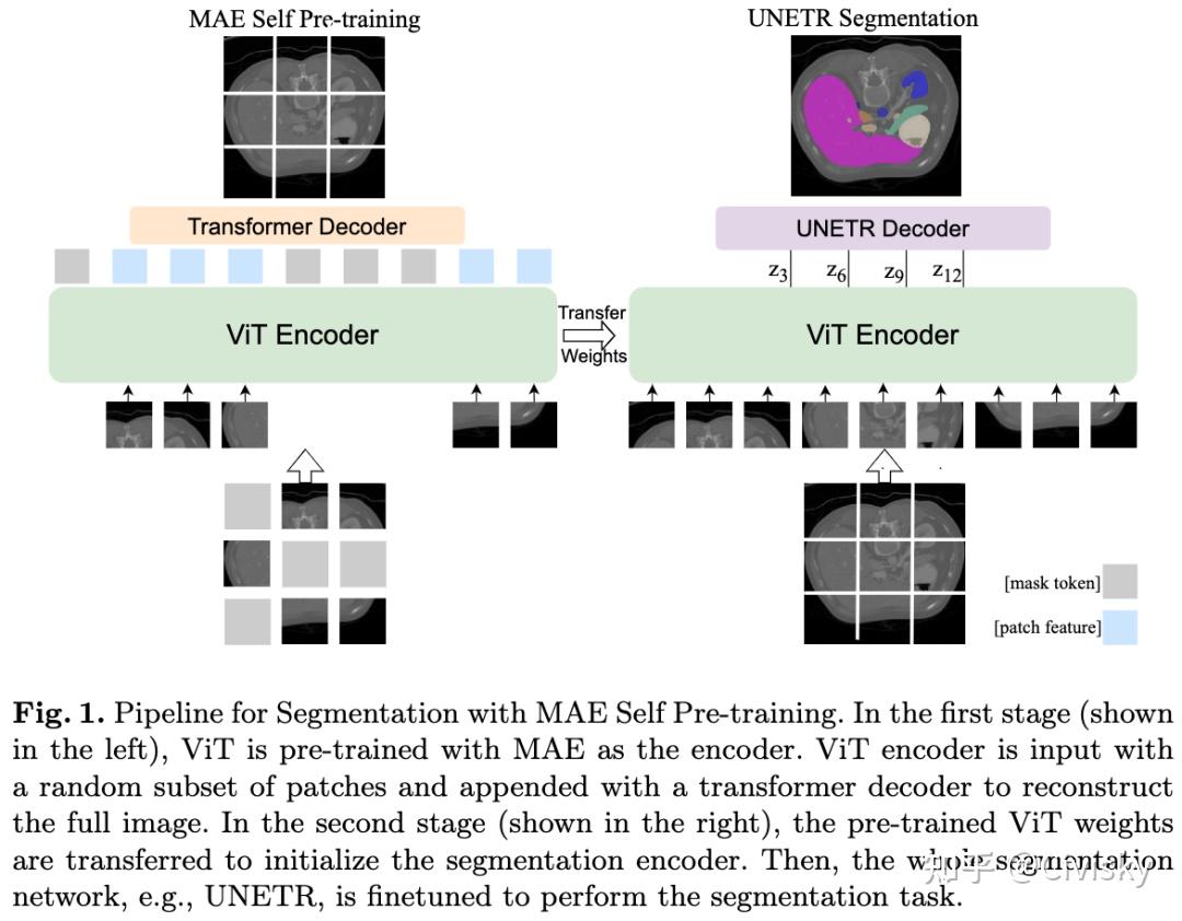 用于医学图像分析的MAE掩码自编码器(速读版) - 知乎