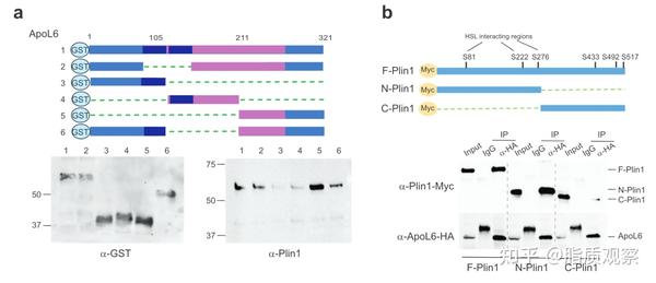 Nature Comunications｜脂滴相关蛋白ApoL6 通过与 Perilipin1互作抑制脂肪分解 - 知乎