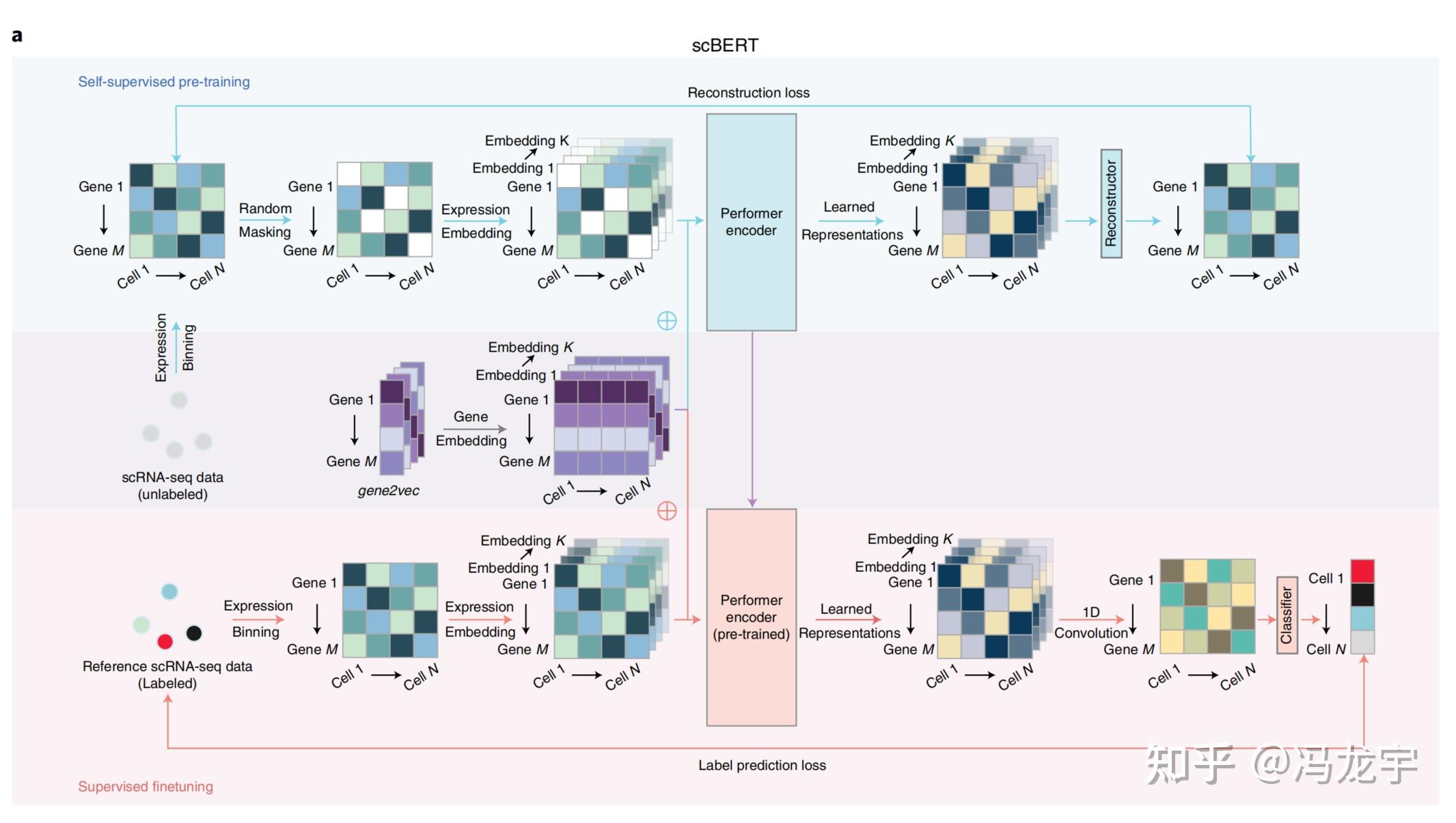 阅读第一篇，scBERT -生物信息和nlp模型 - 知乎