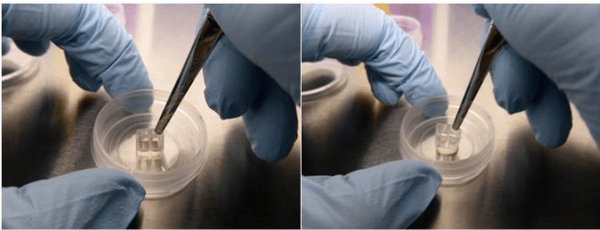 ibidi Culture-Insert划痕实验——细胞迁移 - 知乎