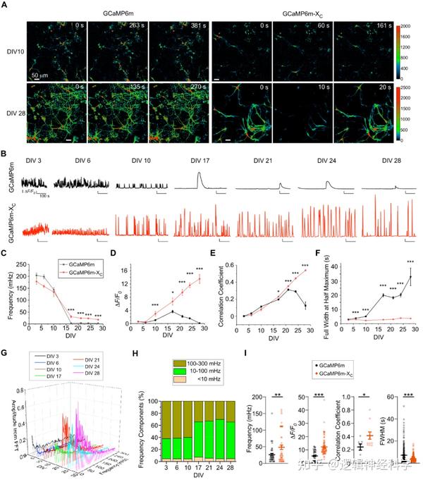 eLife︱刘晓冬/郭增才/樊瑜波-杨亚雄团队利用GCaMP-X实现神经元长时程钙成像 - 知乎