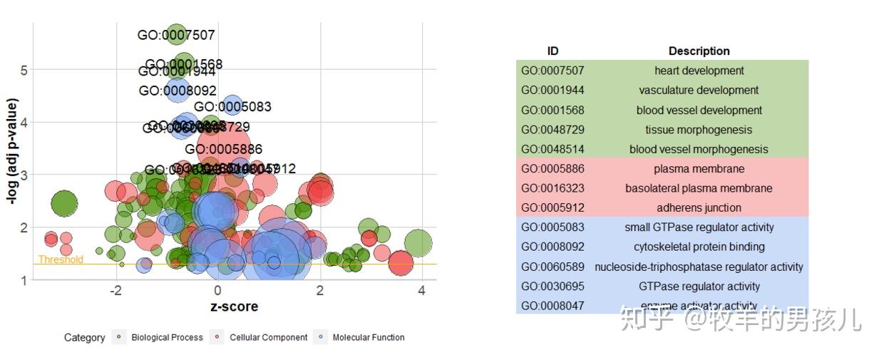 GO富集分析可视化：R语言GOplot包 - 知乎