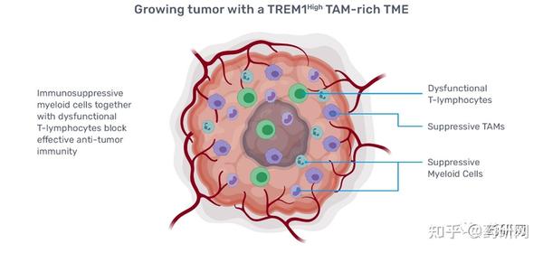 TREM1、TREM2丨髓系细胞表面受体的异军突起 - 知乎