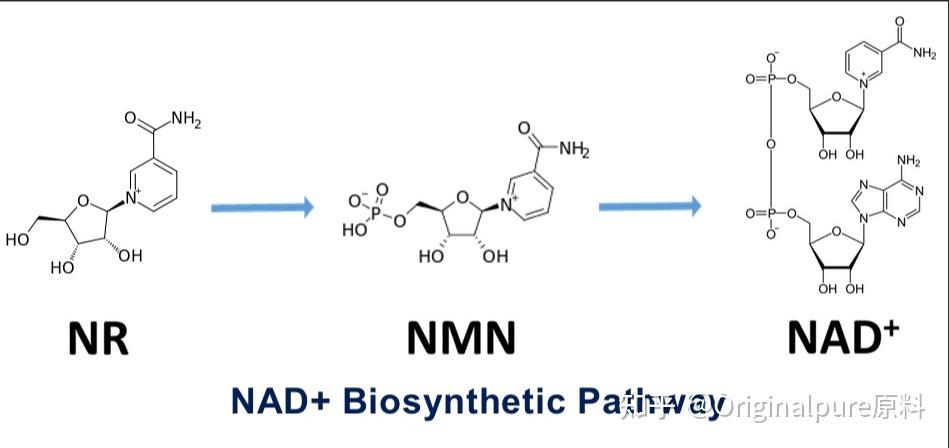 NAD+是什么 - 知乎