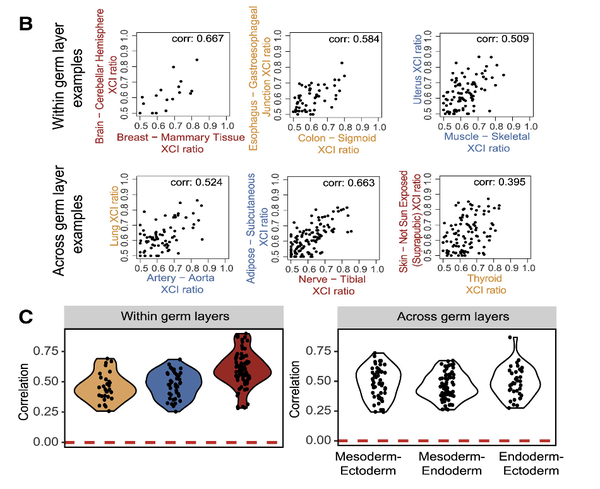 X染色体失活和胚胎发育 - 知乎