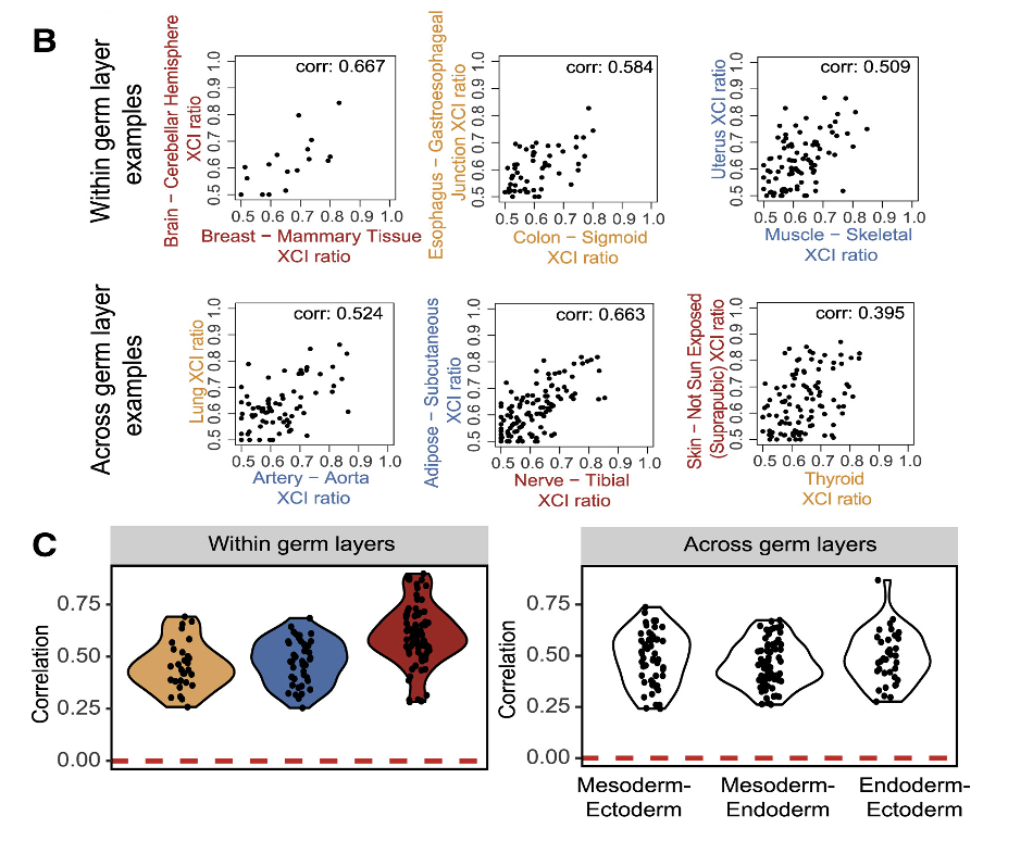 X染色体失活和胚胎发育 - 知乎