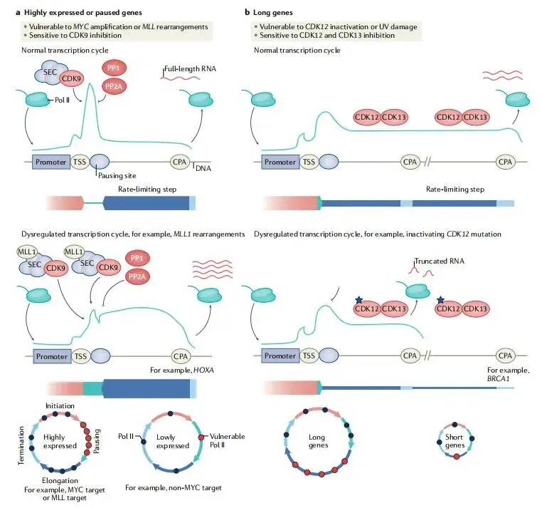 Nat Rev Cancer|靶向肿瘤细胞转录周期 - 知乎