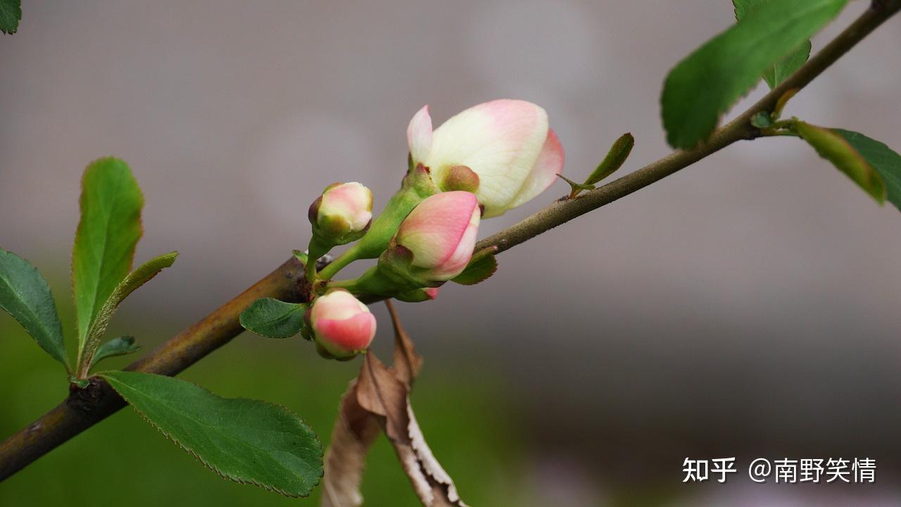 人有生老三千疾，唯有相思不可医”，这两句诗真的是陆游所写吗？ 知乎