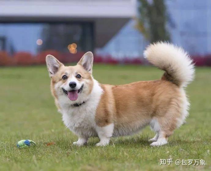 动物的尾巴 - 知乎