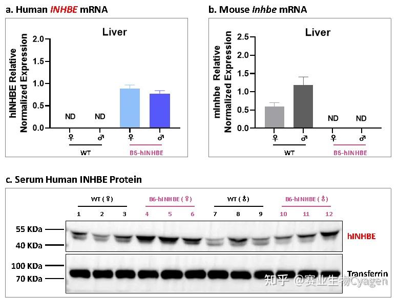 INHBE靶点人源化小鼠模型助力肥胖症siRNA疗法研究 - 知乎