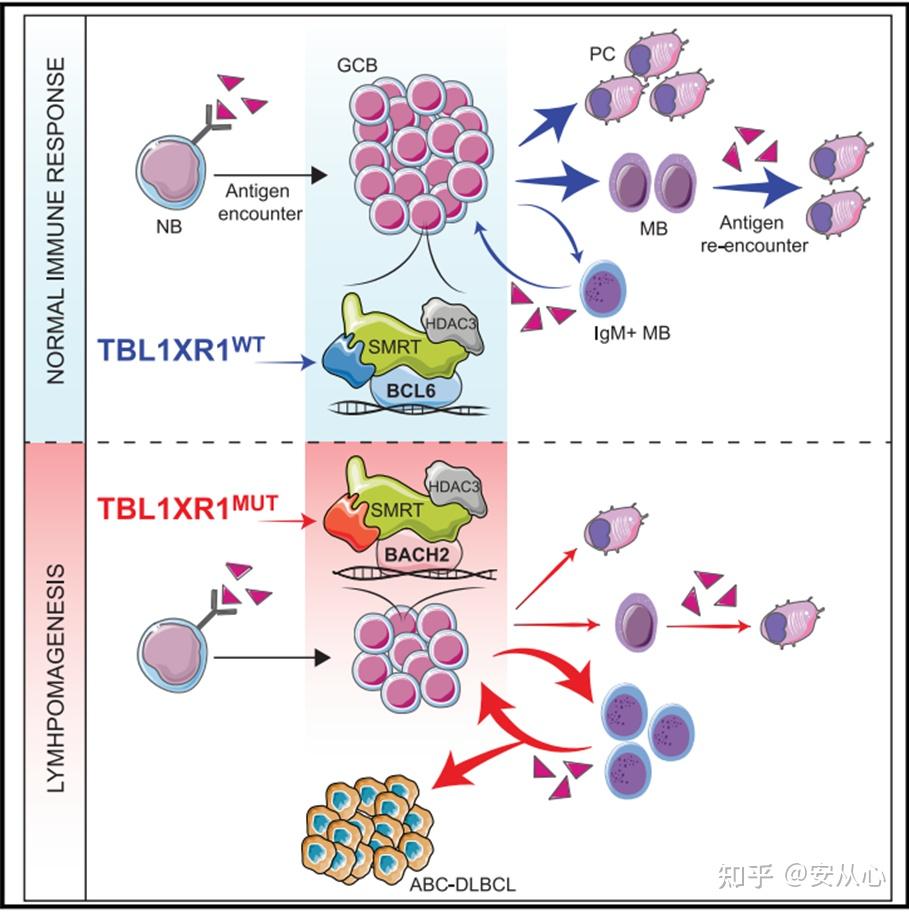 TBL1XR1突变通过诱导促肿瘤程序驱动结外淋巴瘤 - 知乎