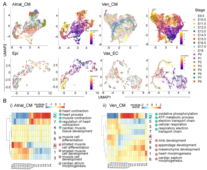 Nat Commun｜胚胎及新生儿期小鼠心脏单细胞转录组图谱 - 知乎