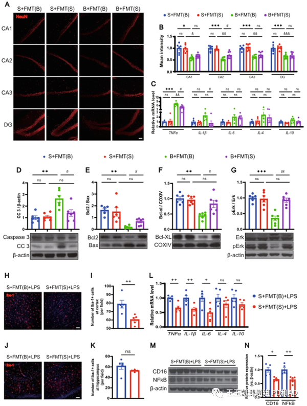 Microbiome | 微生物-肠道-脑轴通过干扰短链脂肪酸的代谢参与慢性脑灌注不足慢性脑灌注不足 - 知乎
