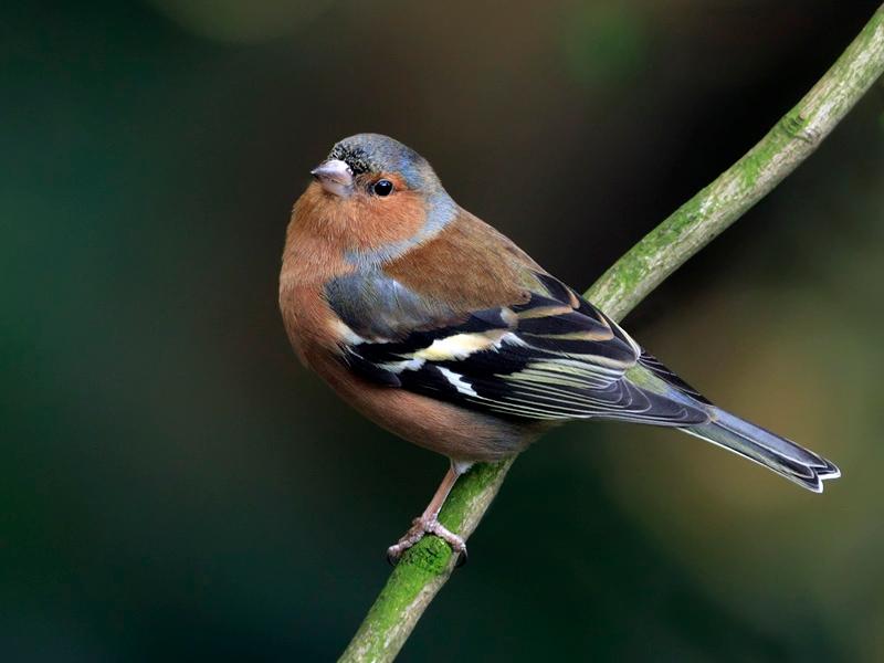 秦川英语词汇量（chafe, chaff , chaffinch, chagrin） - 知乎