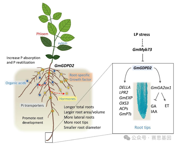 【PLANT CELL】Myb73-GDPD2-GA2ox1转录调控模块赋予大豆耐缺磷的能力 - 知乎