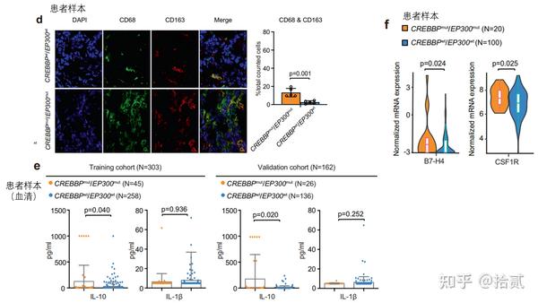 CREBBP/EP300突变通过FBXW7-NOTCH-CCL2/CSF1轴改变肿瘤相关巨噬细胞极化促进DLBCL进展 - 知乎