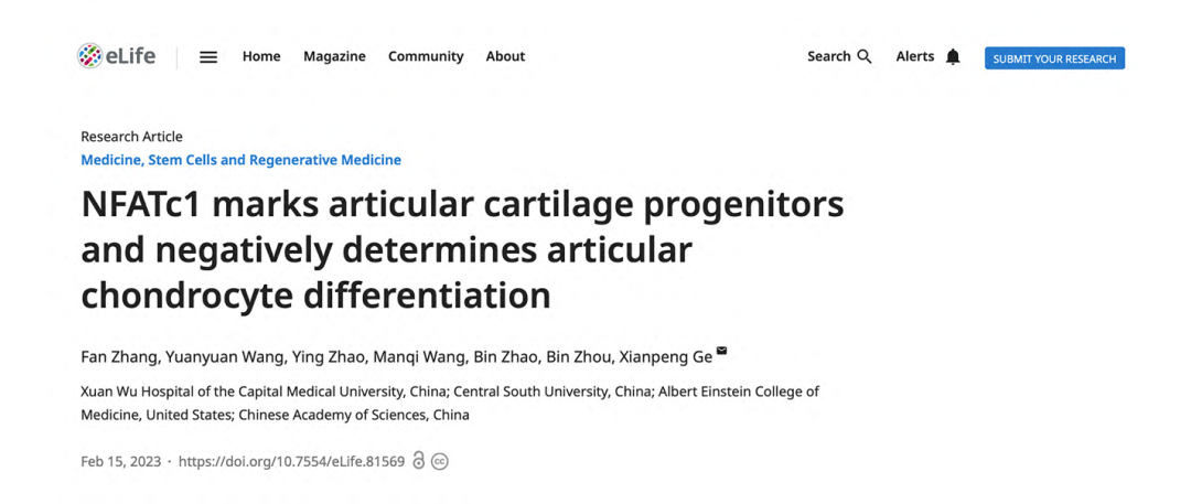 eLife︱首医宣武医院葛献鹏团队发现NFATc1是调控关节软骨干细胞分化的关键基因 - 知乎