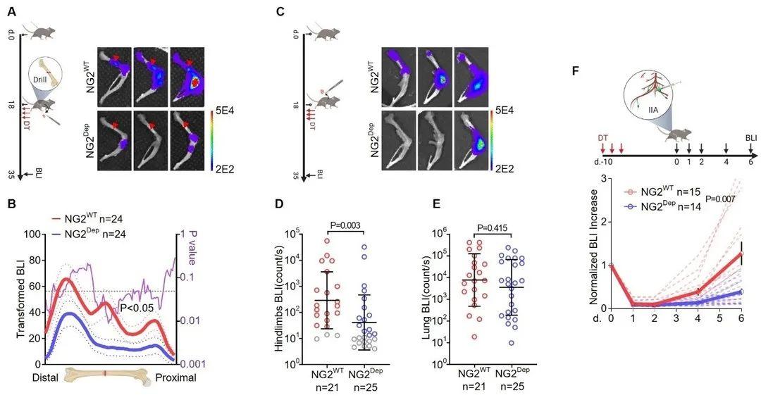 Cancer Discov︱张翔团队报道NG2+基质细胞在骨重塑和转移起始中的特殊作用 - 知乎