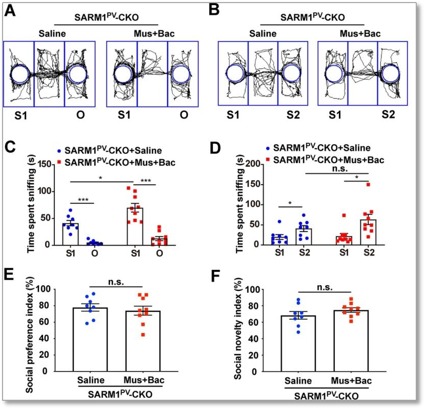 Cell DeathDis｜杭州师范大学黄智慧/温州医科大学汪伟团队发现SARM1蛋白在自闭症谱系障碍发病中的新机制 - 知乎